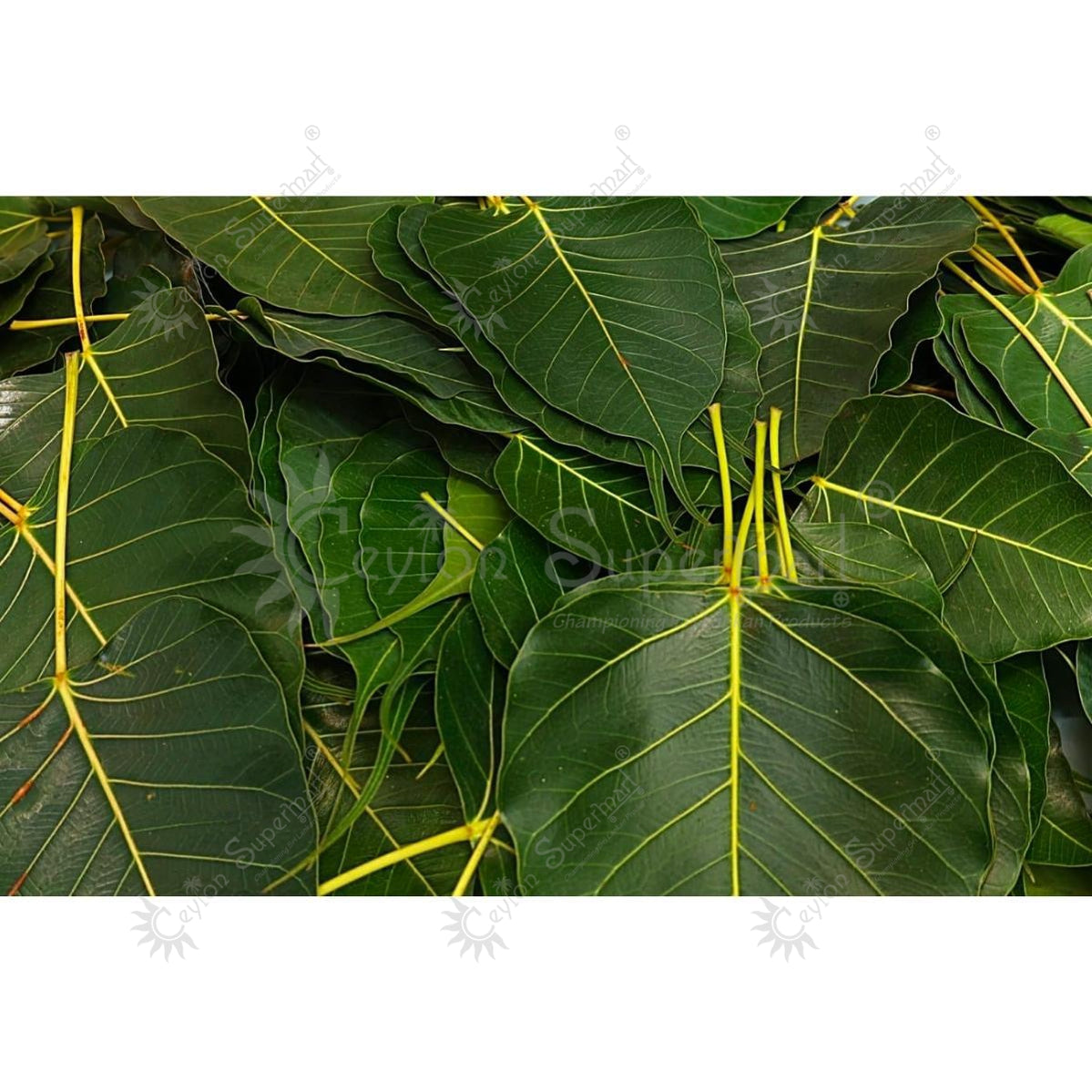 Ceylon Supermart Fresh Arasam Leaves | Bo Tree Leaves | Bo Kola 500g