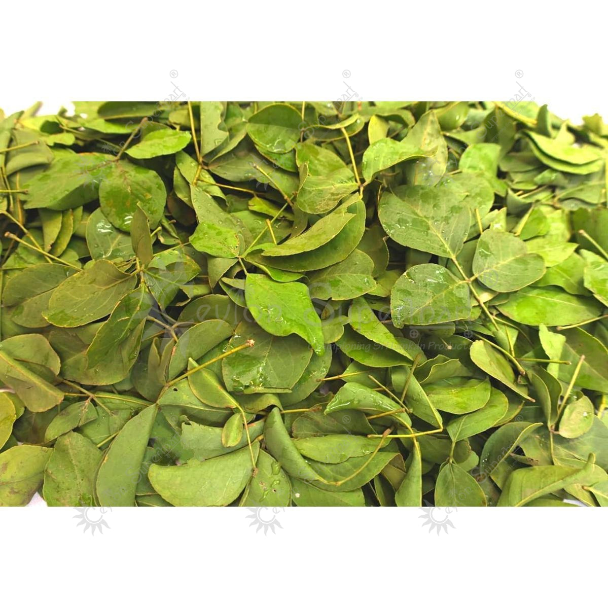 Ceylon Supermart Fresh Vilva Leaves | Bel Pathra | Beli Kola 500g